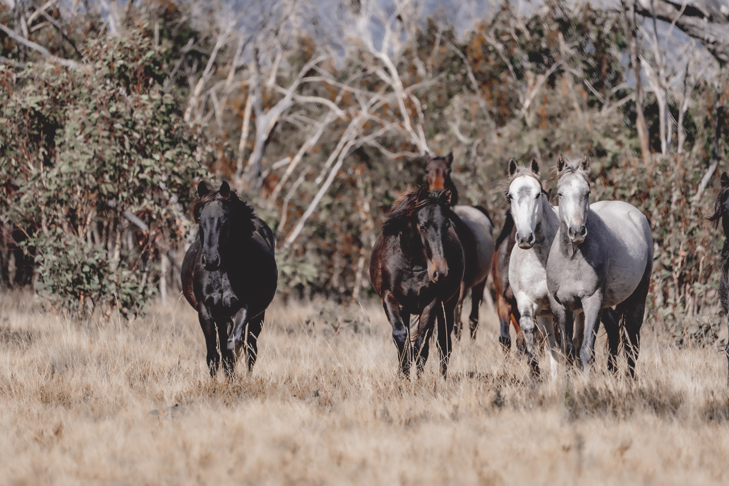Wild Brumby Co.